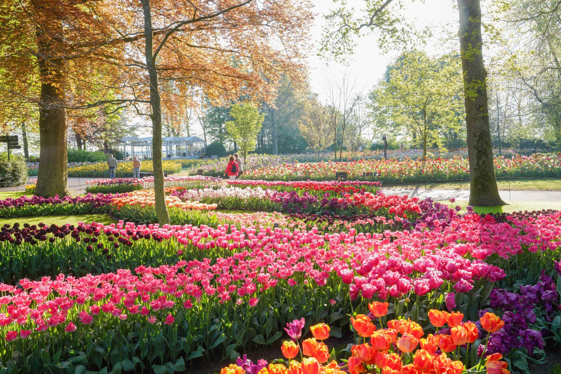 Keukenhof Looks Back on Bright and Brilliant Season - Keukenhof