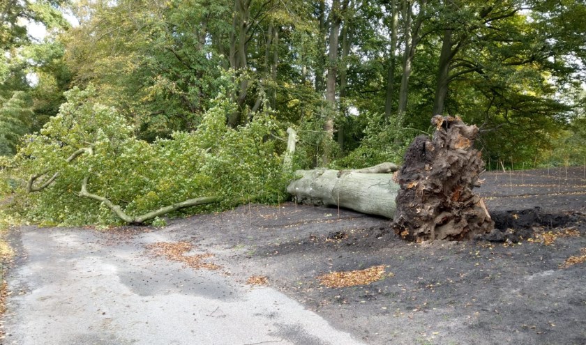 Monumentale beuk bezweken bij Keukenhof - Keukenhof
