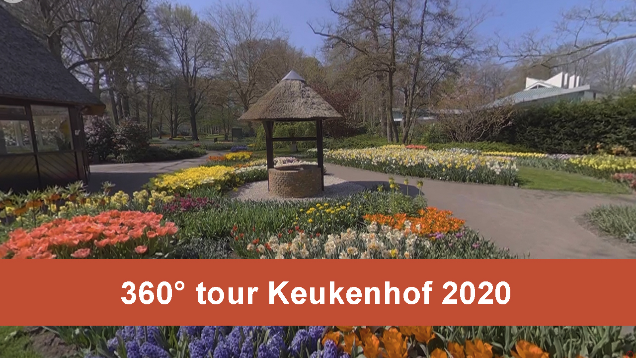 360° tour through Keukenhof! - Keukenhof